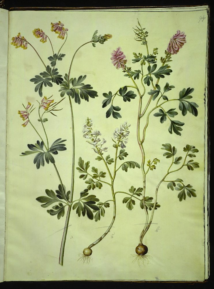 Capnoides sempervirens (arlequim); Corydalis solida (larkspur de haste ...