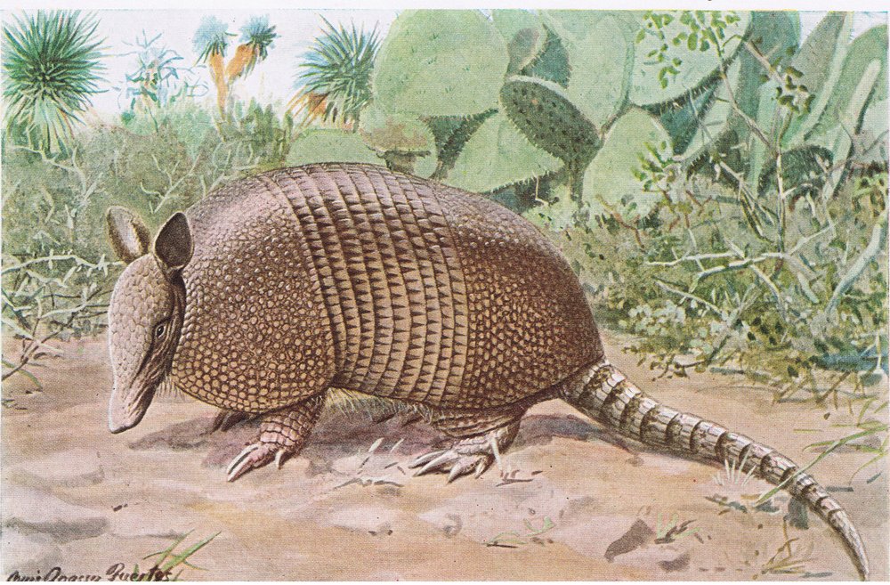 Nine Banded Armadillo, nomeado para as placas sobrepostas no diafragma
