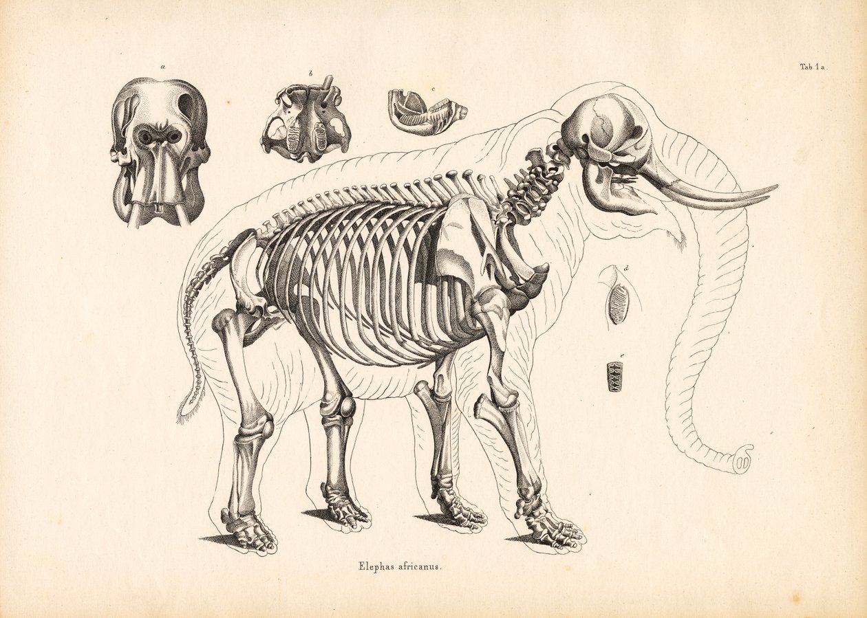Anatomia do esqueleto do elefante africano | Conrad Kull