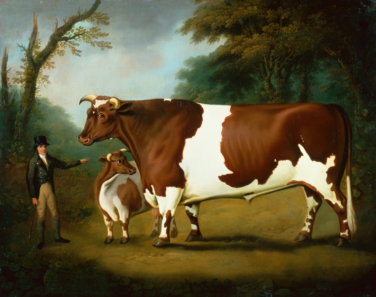 Um boi e seu dono, com uma novilha, em uma paisagem arborizada