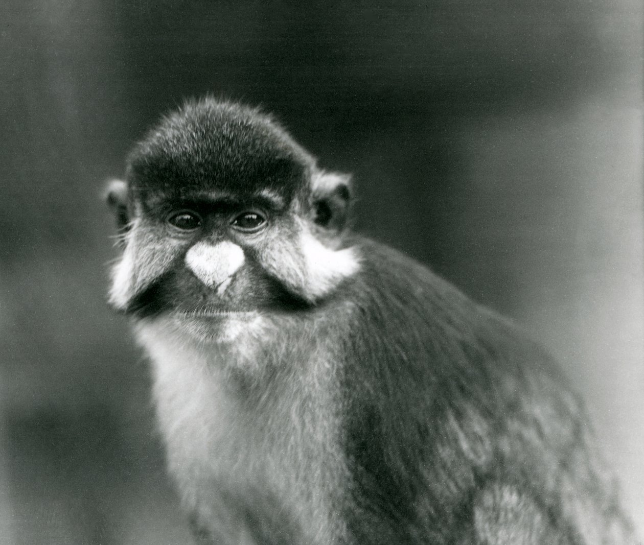 Um macaco de rabo-de-cauda-vermelha/preto de nariz branco/vermelho ou ...