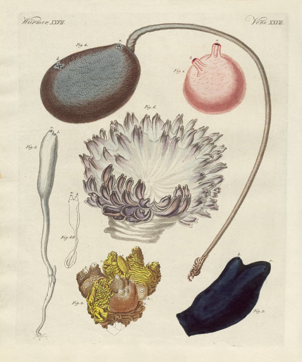 Moluscos estranhos (gravura colorida) | German School