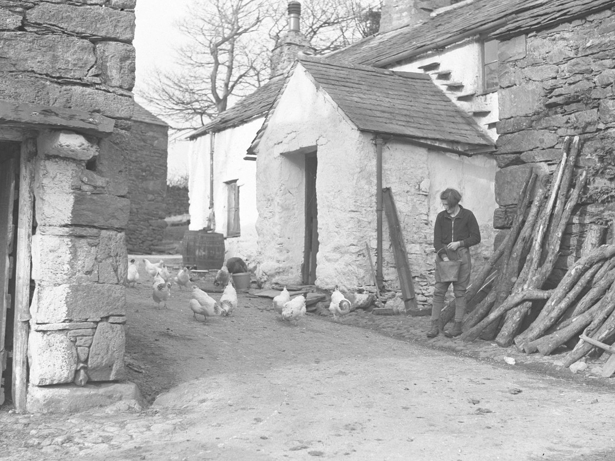 Rapariga do campo a alimentar aves de capoeira numa quinta em Ulpha, em ...