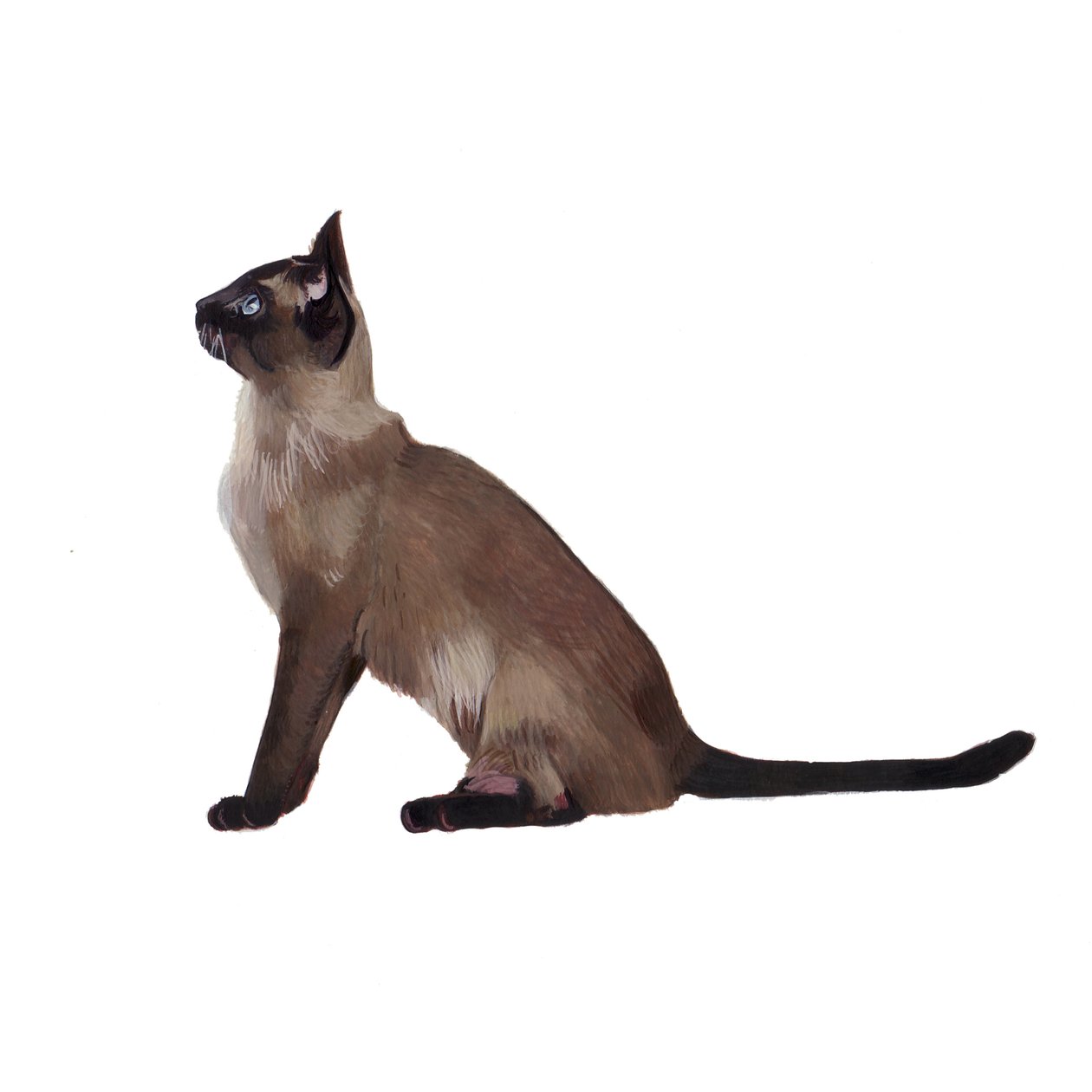 Tonkinese, 2014 (aguarela e guache sobre papel)