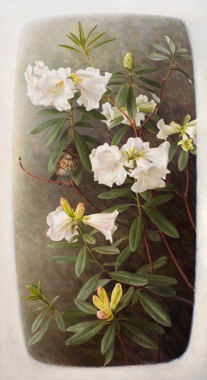 Rododendro lindleyi | Raymond Booth | Impressão de arte