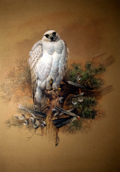 Impressões artísticas de Joseph Wolf