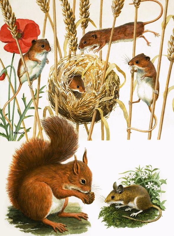 Ratos do campo e ninho, esquilo e rato de cauda longa